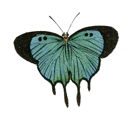 Blue Butterfly gif by sweetpotatopie40 | Photobucket