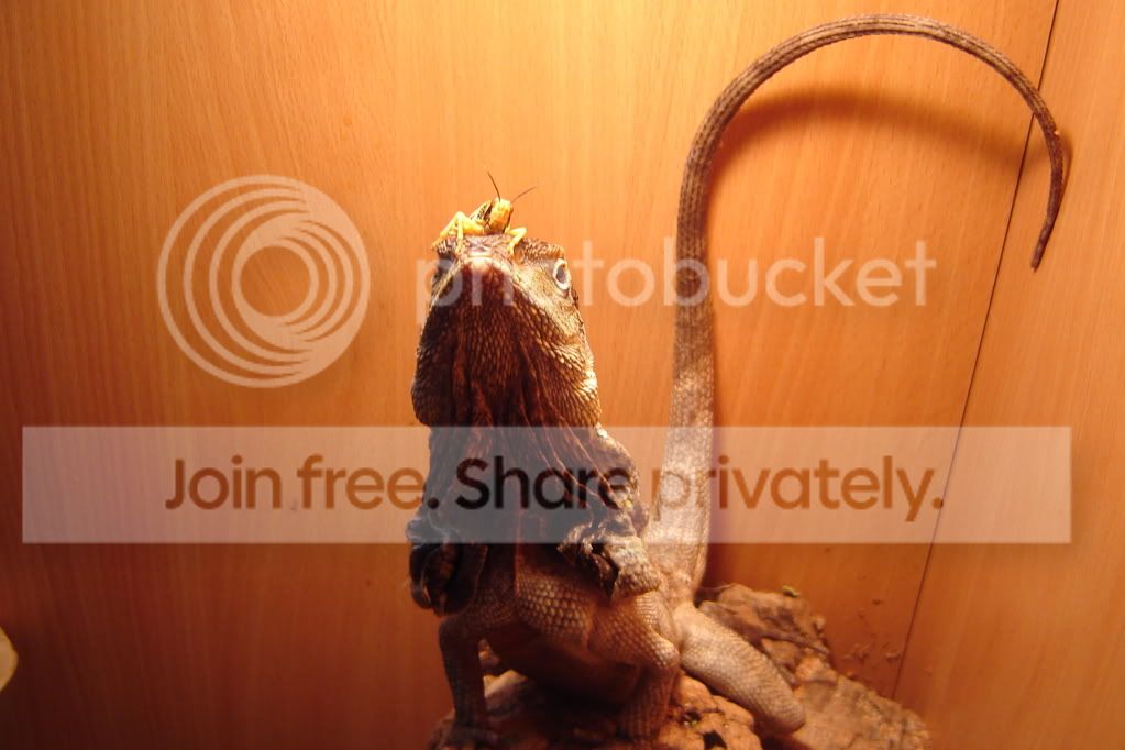 Female Frilled dragon + setup northwest | Reptile Forums